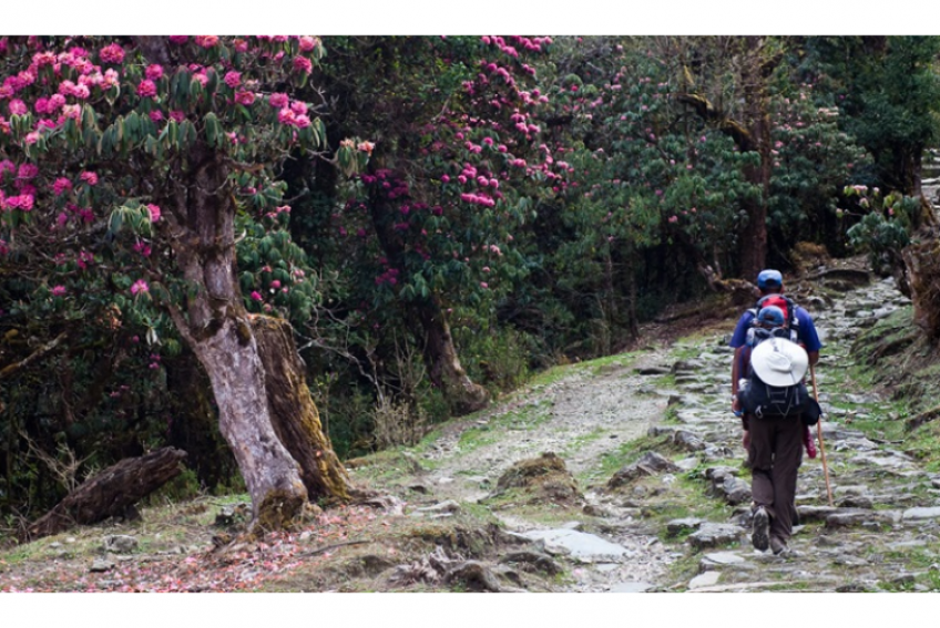 Nepal Traveller | Nepal's most visited website | A website that is ...
