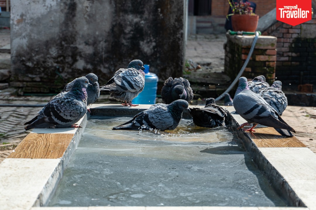 Nepal Traveller | Nepal's most visited website | A website that is ...