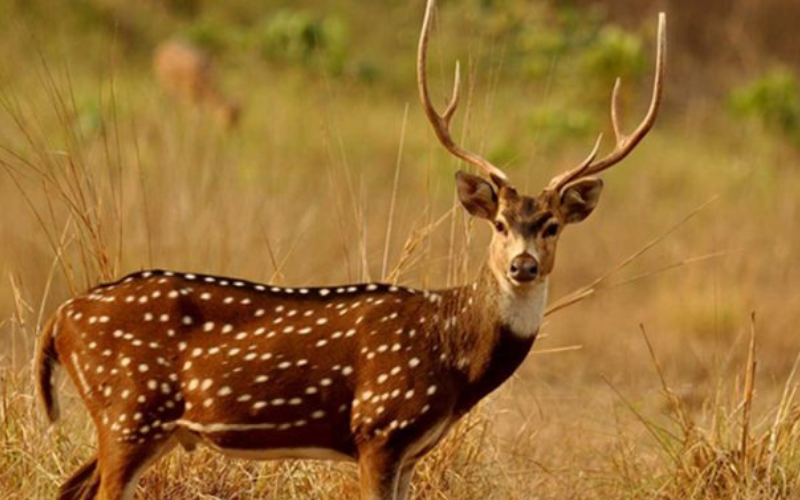 Nepal Traveller | Nepal's most visited website | A website that is ...